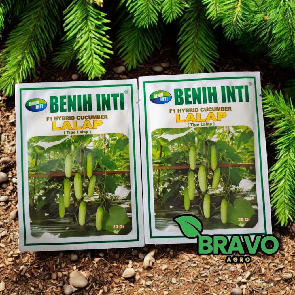 Jual BENIH TIMUN F1 HYBRIDA LALAP 20GR - BENIH INTI 100% ORIGINAL ...