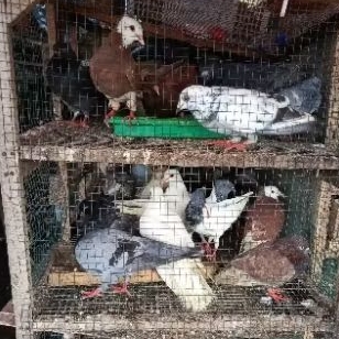 Jual burung dara merpati hidup pelihara potong satuan | Shopee Indonesia