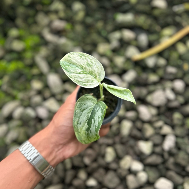 Jual Scindapsus Peasun Variegata | Shopee Indonesia