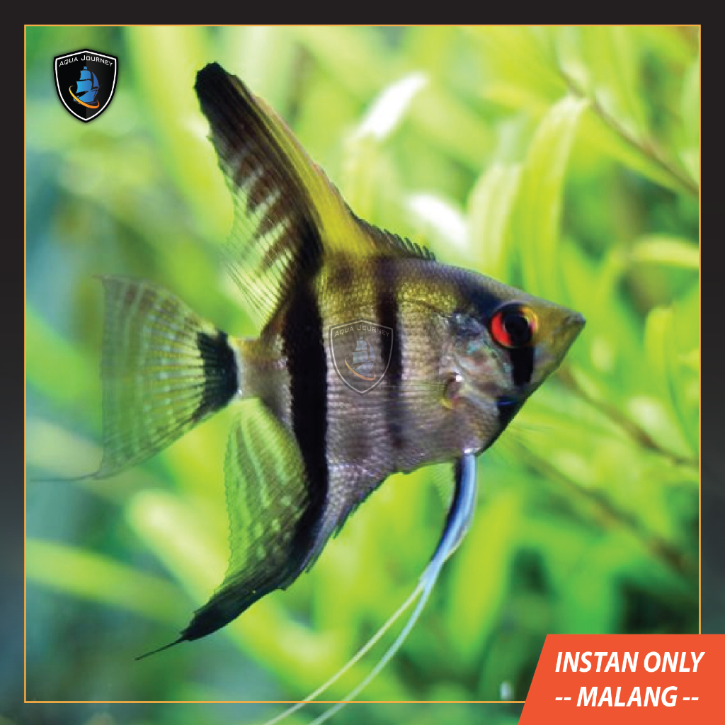 Jual Angel Fish Zebra Manfish Blue Pinoy Ikan Layang Altum Peruvian ...
