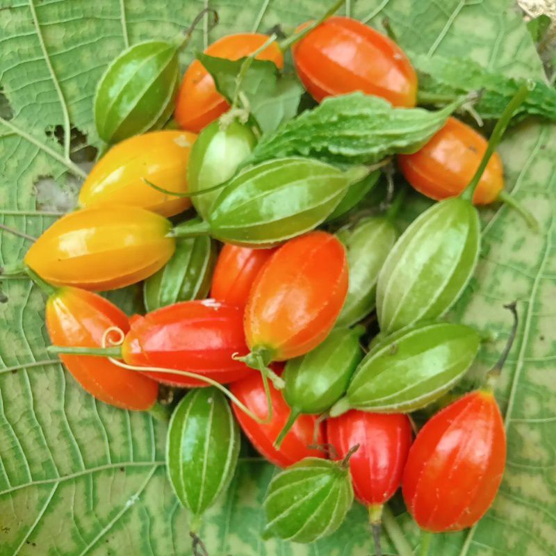 Jual buah Lopang lepang hutan segar 100g | Shopee Indonesia