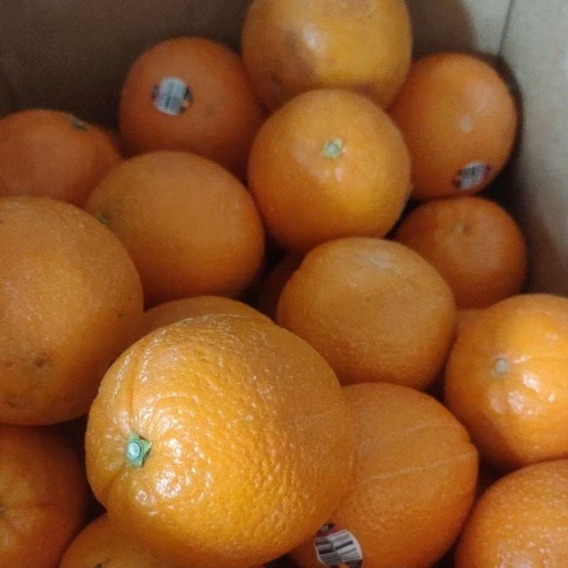 Jual Buah Jeruk Sunkis Jeruk Sunkist Navel | Shopee Indonesia