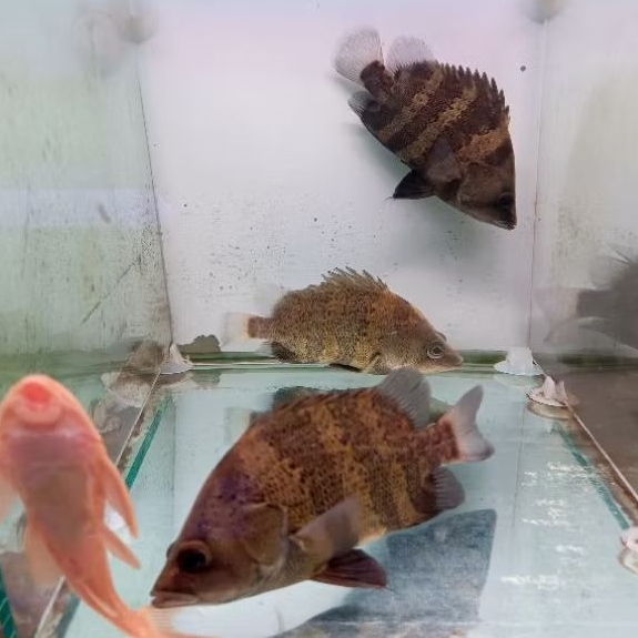 Jual DATZ NGT PAPUA | Shopee Indonesia