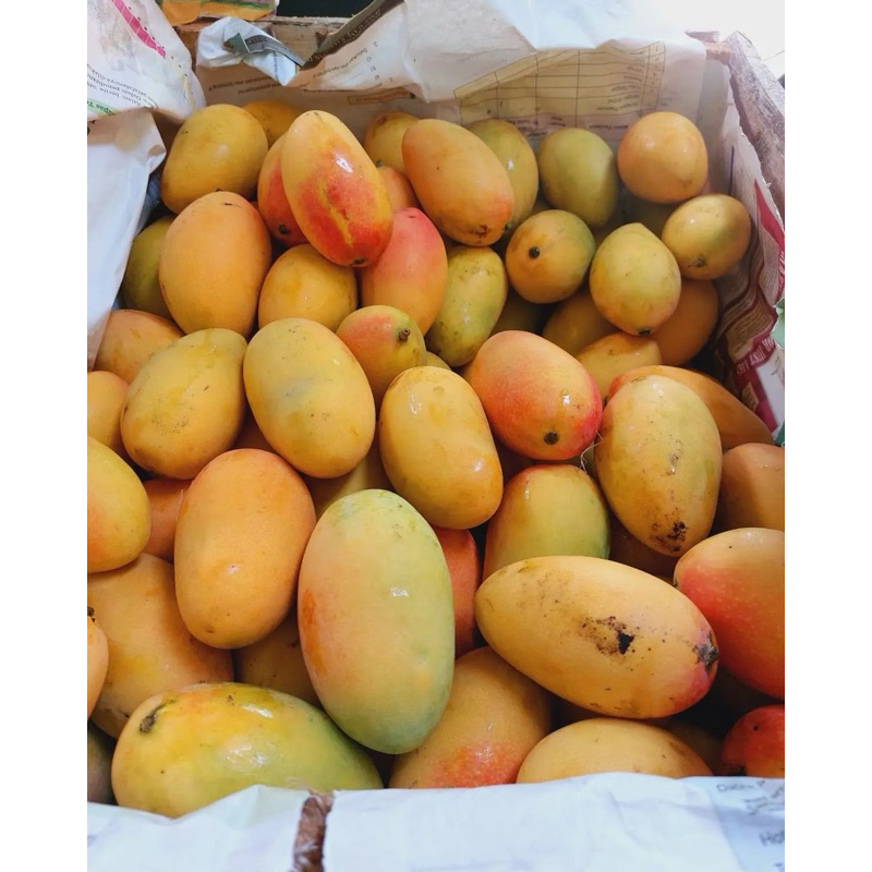 Jual Mangga Podang Gunung Suluhan Berat 1 Kg | Shopee Indonesia