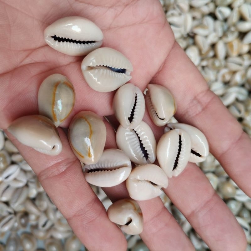 Jual Kerang Kuwuk Biji congklak abu isi 120 PCS | Shopee Indonesia