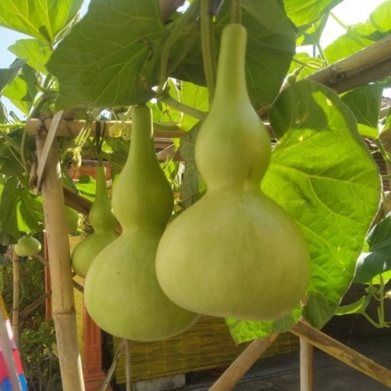 Jual bibit labu botol kendi china bottle gourd Isi 50biji | Shopee ...