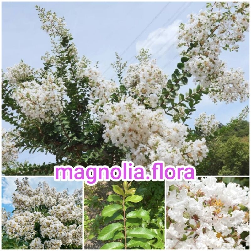 Jual Lagerstroemia tomentosa / lagerstoemia Crape myrtle white / sakura ...