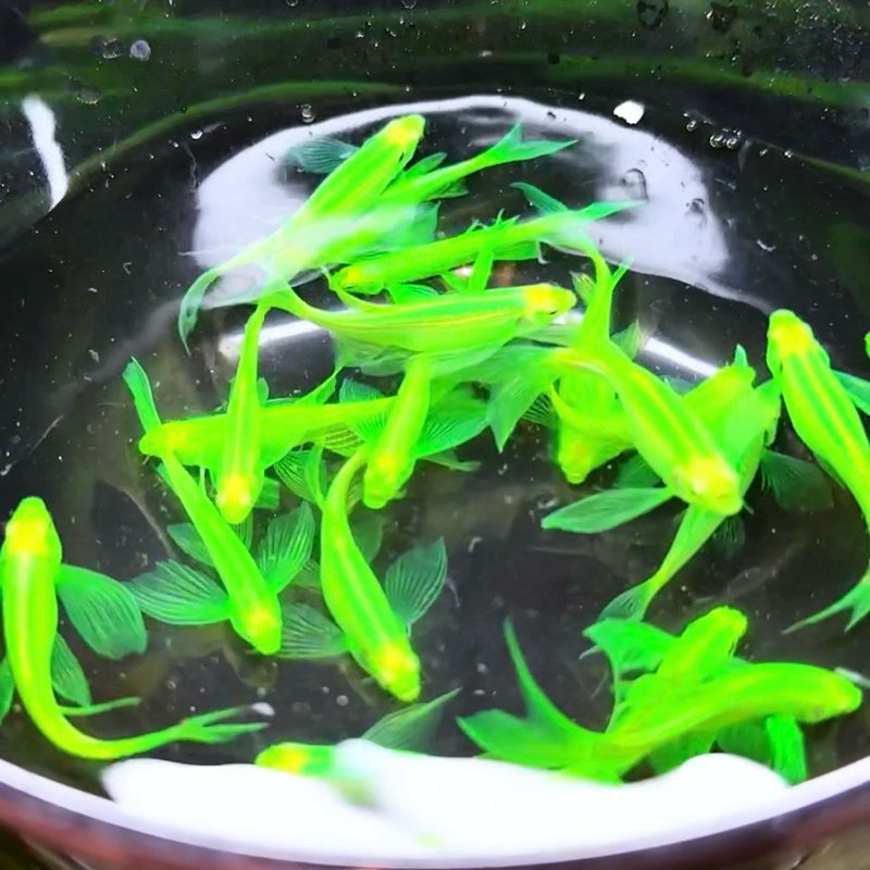 Jual Paket Danio Slayer Induk XXL Super Jumbo Full Mutasi siap Breed ...