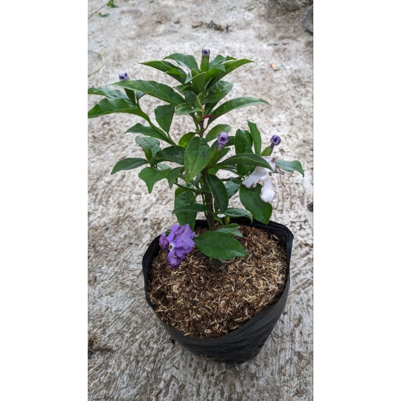 Jual melati costa- melati wangi -2 warna-tanaman berbunga wangi ...