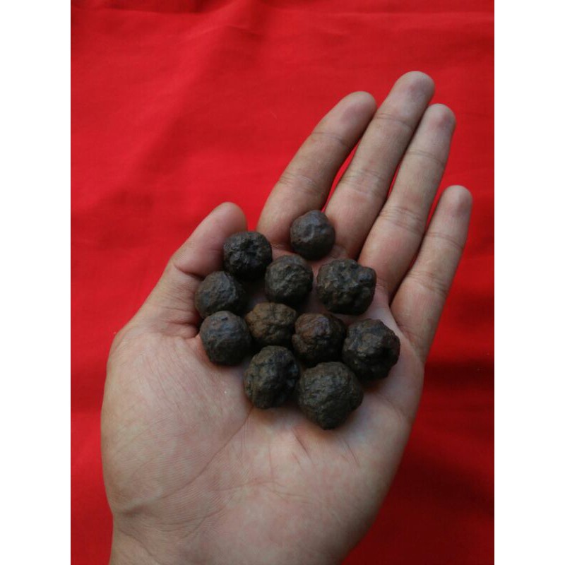 Jual Munta Besi Monta Bassi Aktif | Shopee Indonesia