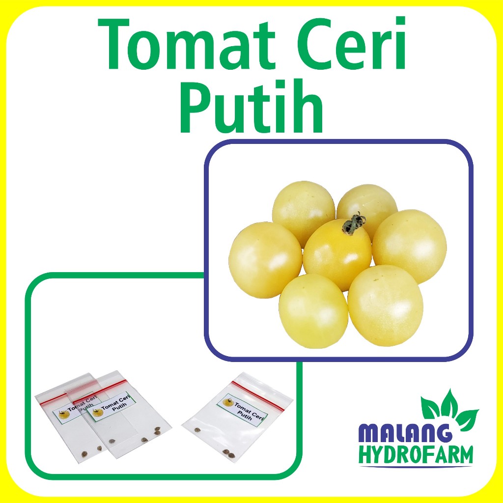 Jual Benih Tomat Ceri Putih Unggulan Berkualitas biji bibit repack ...