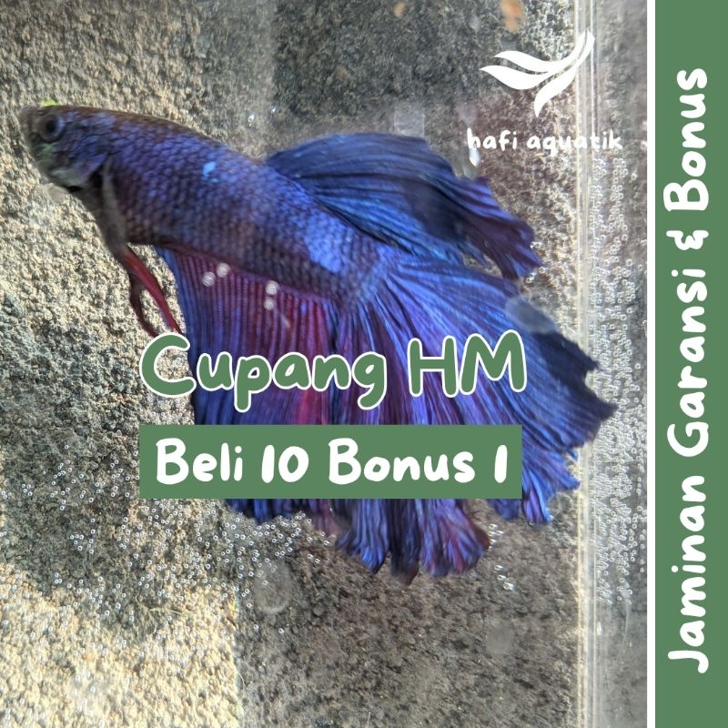 Jual Hafi Aquatik Cupang HM Hiasan Akuarium Aquascape Random Warna ...