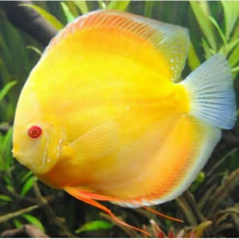Jual hiasan aquarium ikan discus yellow golden albino 3cm | Shopee ...