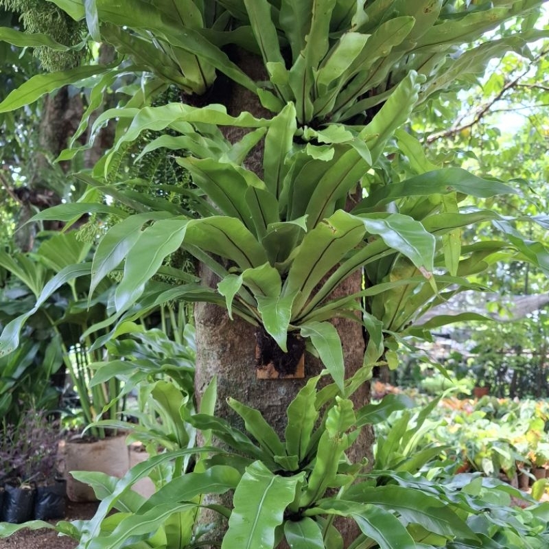 Jual tanaman vertical garden kadaka tempel | Shopee Indonesia