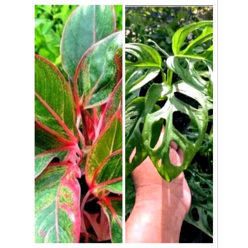 Jual PAKET 2 TANAMAN HIDUP AGLO SIAM AURORA DAN MONSTERA ADONSONI ...
