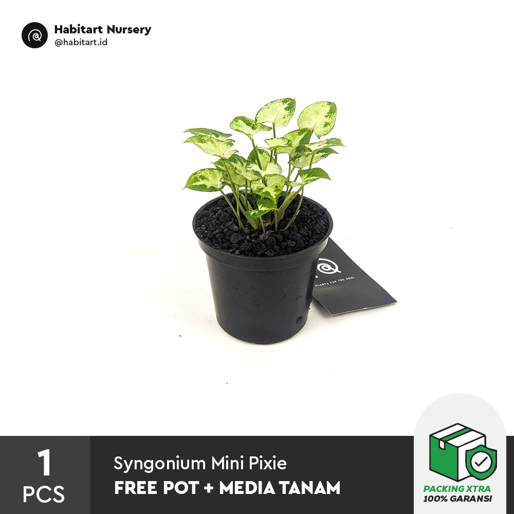 Jual Syngonium Mini Pixie - Tanaman Hias terrarium / paludarium / Desk plant | Shopee Indonesia