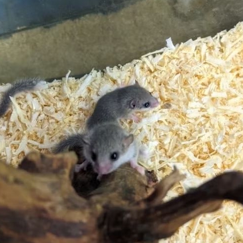 Jual African Pigmy Dormice Tupai Mini Lucu | Shopee Indonesia