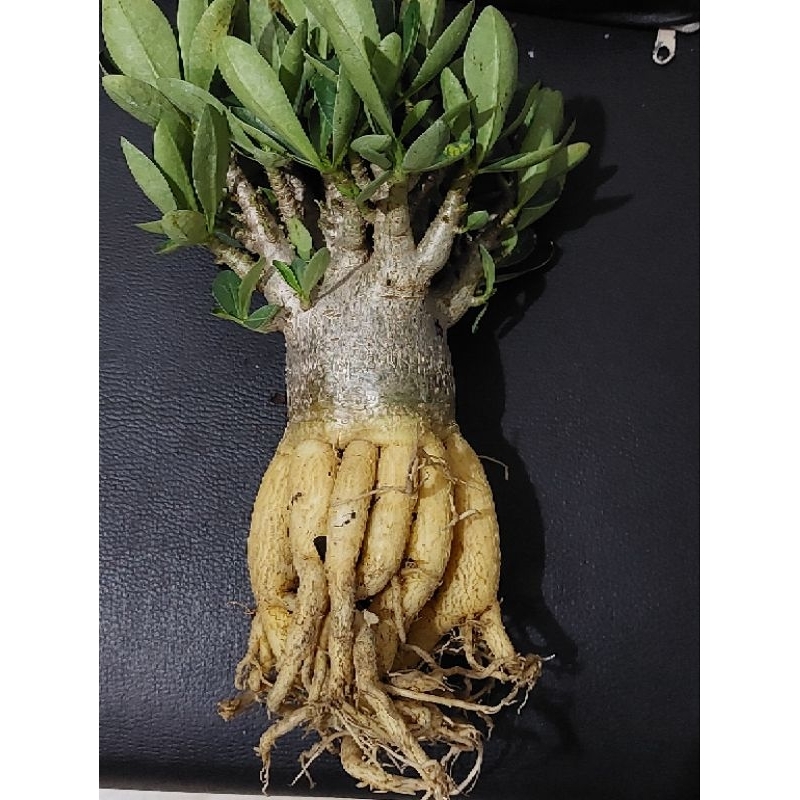 Jual akar emas somalense | Shopee Indonesia