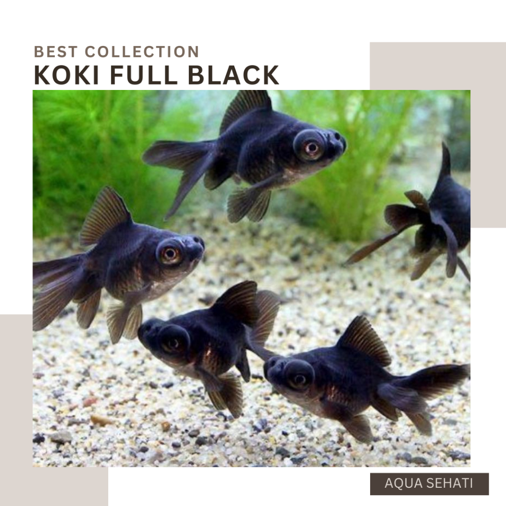 Jual ikan hias mas koki hitam / blackmoore / blackmoor - khusus instant ...