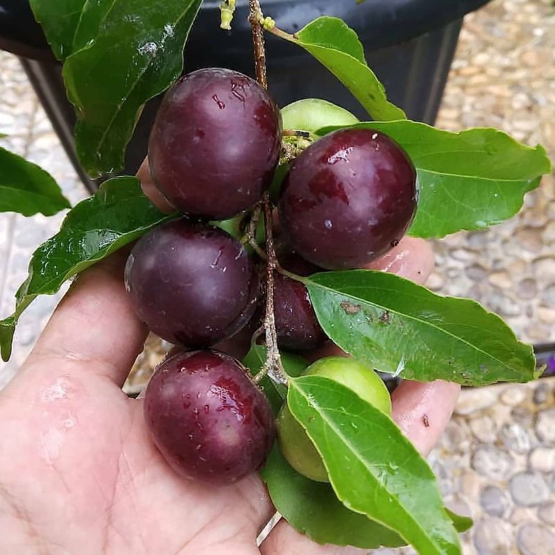 Jual indukan plum Aussie bekas berbuah (hasil Okulasi) batang besar ... Jual indukan plum Aussie bekas berbuah (hasil Okulasi) batang besar ...