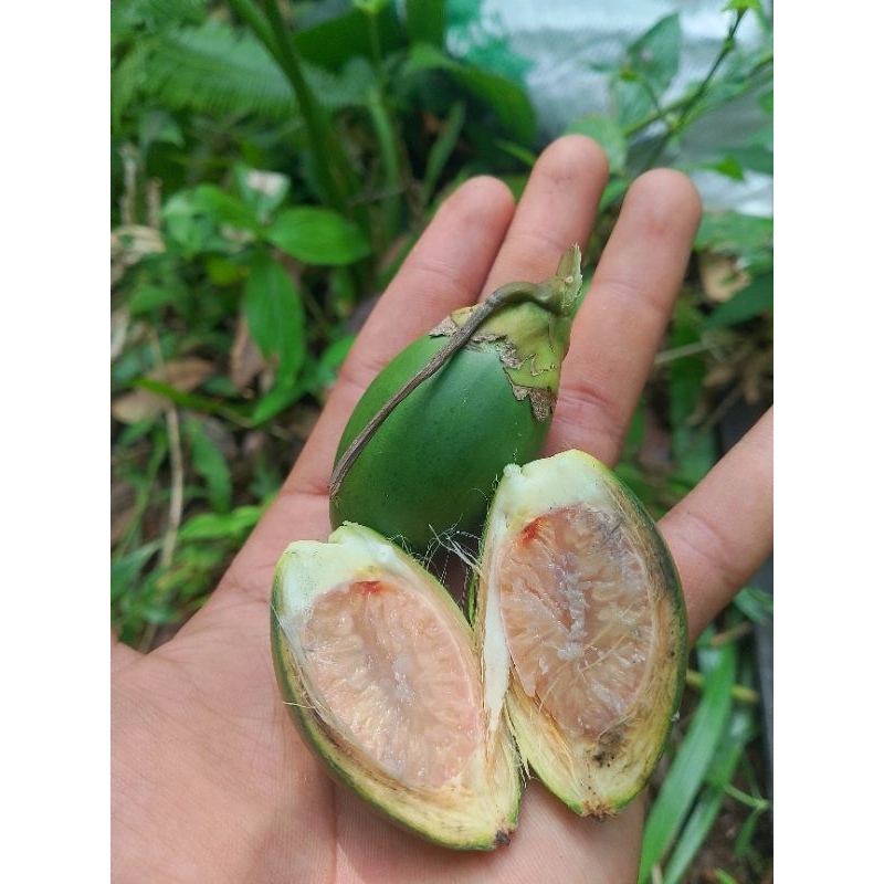 Jual BUAH PINANG MUDA SEGAR BUAH JAMBE SEGAR FRESH 1KG | Shopee Indonesia
