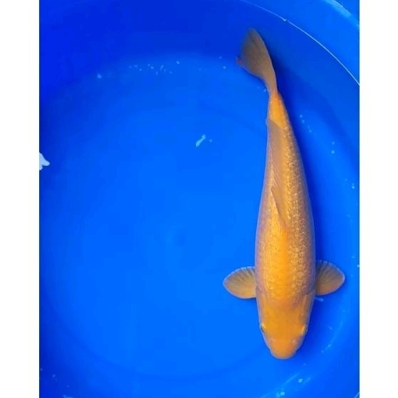 Jual Ikan Koi Karashi Mango 38 cm | Shopee Indonesia