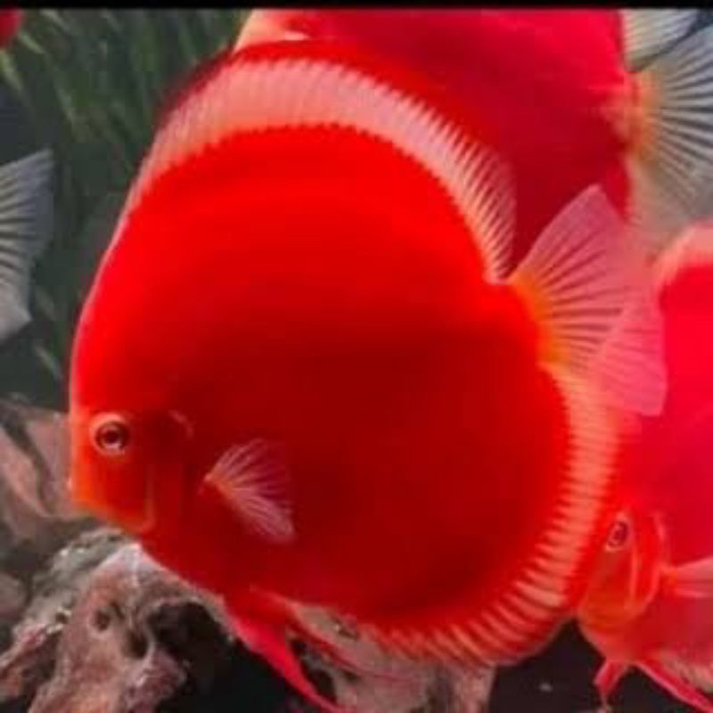 Jual hiasan aquarium ikan discus super red melon 2cm | Shopee Indonesia