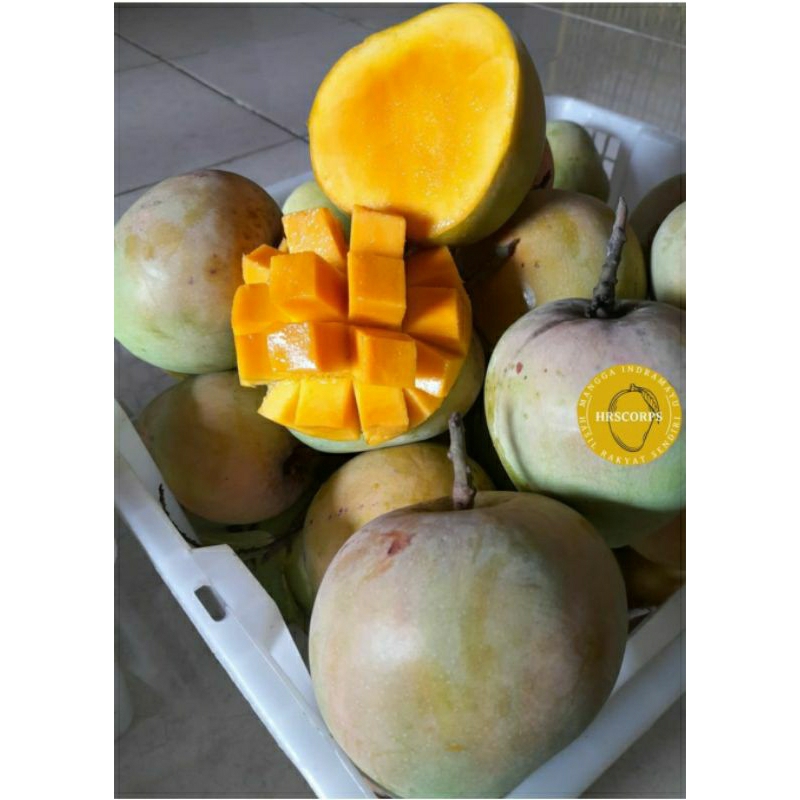 Jual bibit mangga R2e2/ agrimania | Shopee Indonesia