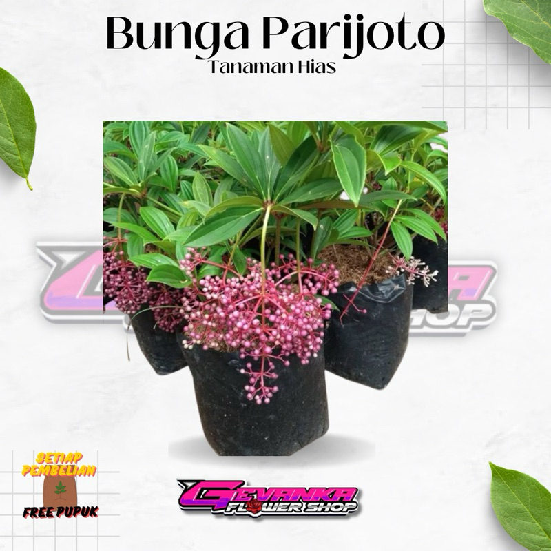 Jual Pohon Buah PARIJOTO - Bibit Tanaman Buah Parijoto Medinilla ...