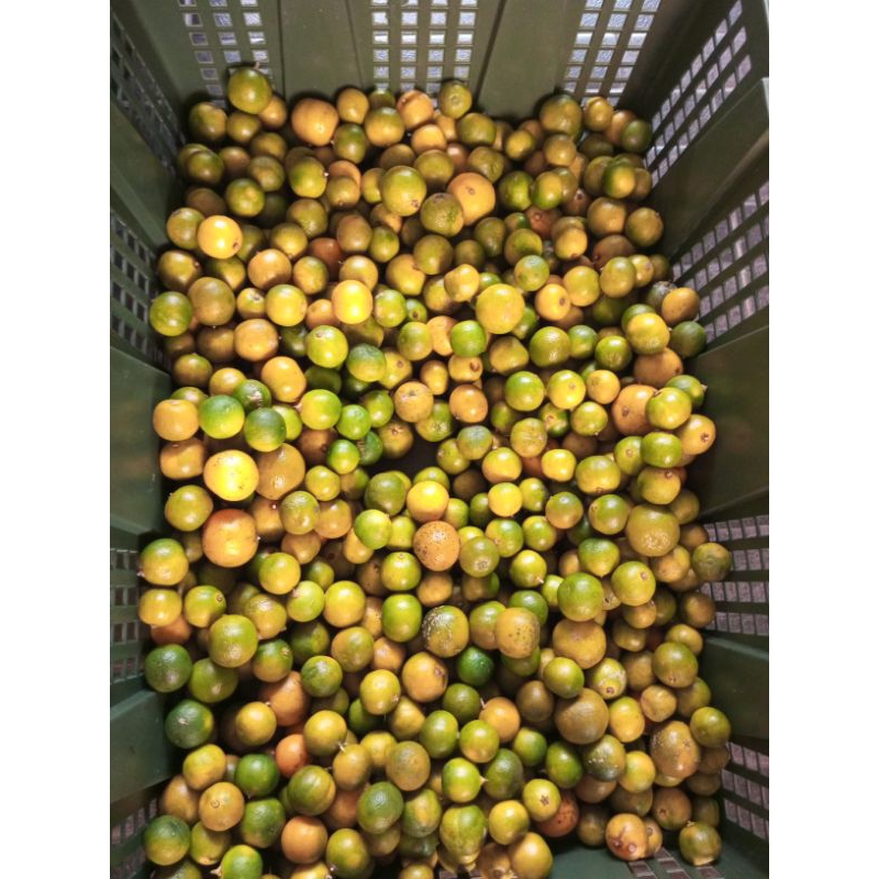 Jual SONKIT KUNING/JERUK SEGAR LEMON CUI 1KG / JERUK SONKIT PONTIANAK / JERUK KUNCI / KASTURI ...