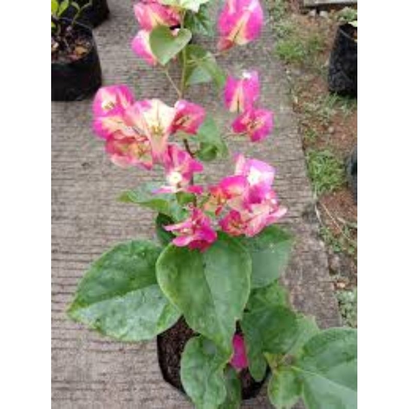 Jual Bugenville citra india | Shopee Indonesia