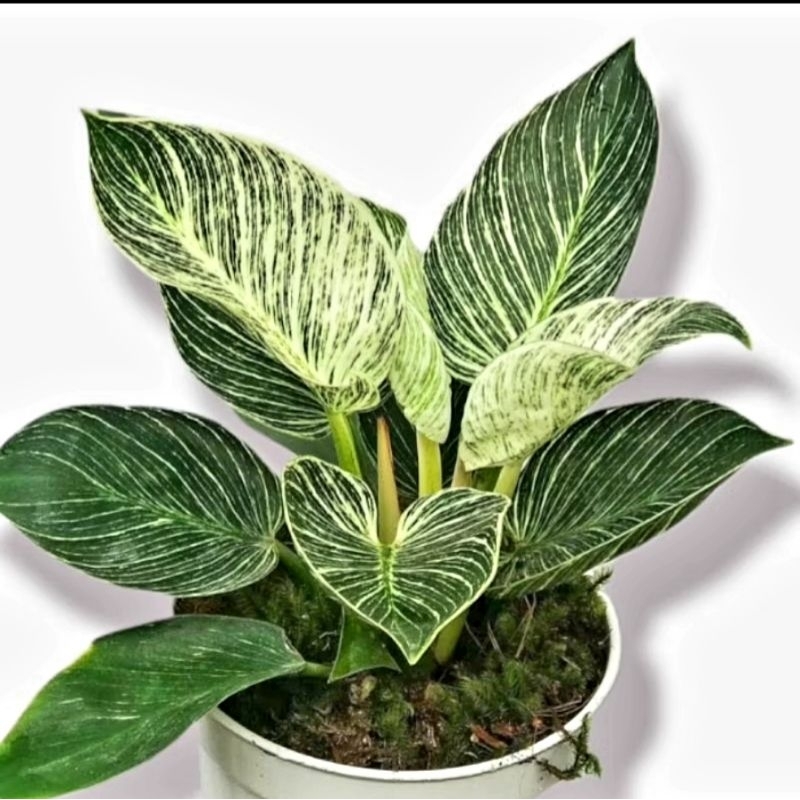 Jual Tanaman Hias Philodendron Birkin / Pilo Birkin/ Syngonium murah ...
