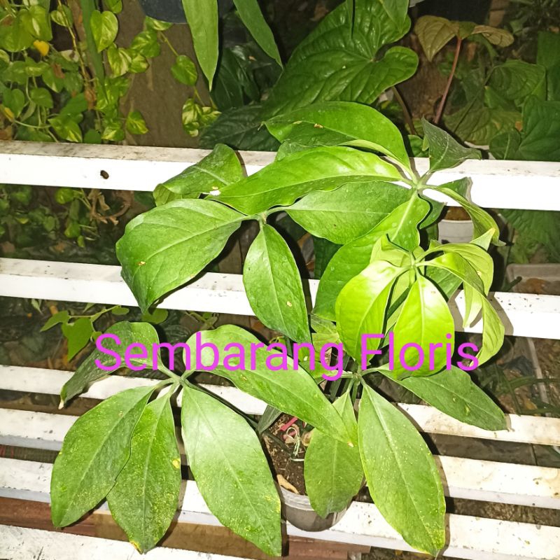 Jual Anthurium Pentaphyllum /Anthurium Walisongo/ Anthurium Daun ...