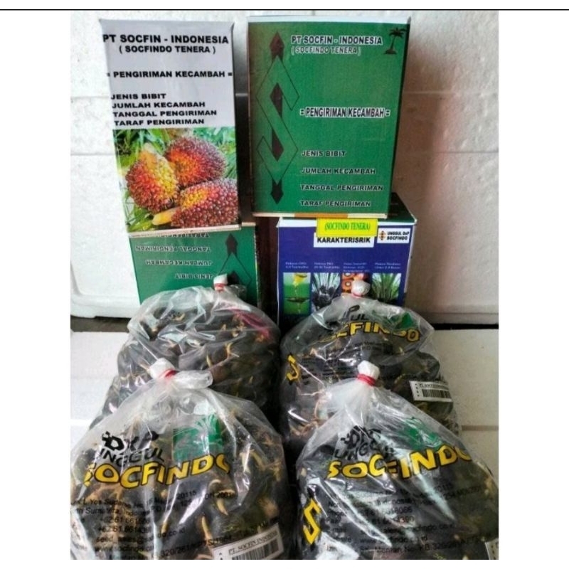 Jual Benih Sawit SOCFINDO Asli ORIGINAL | Shopee Indonesia