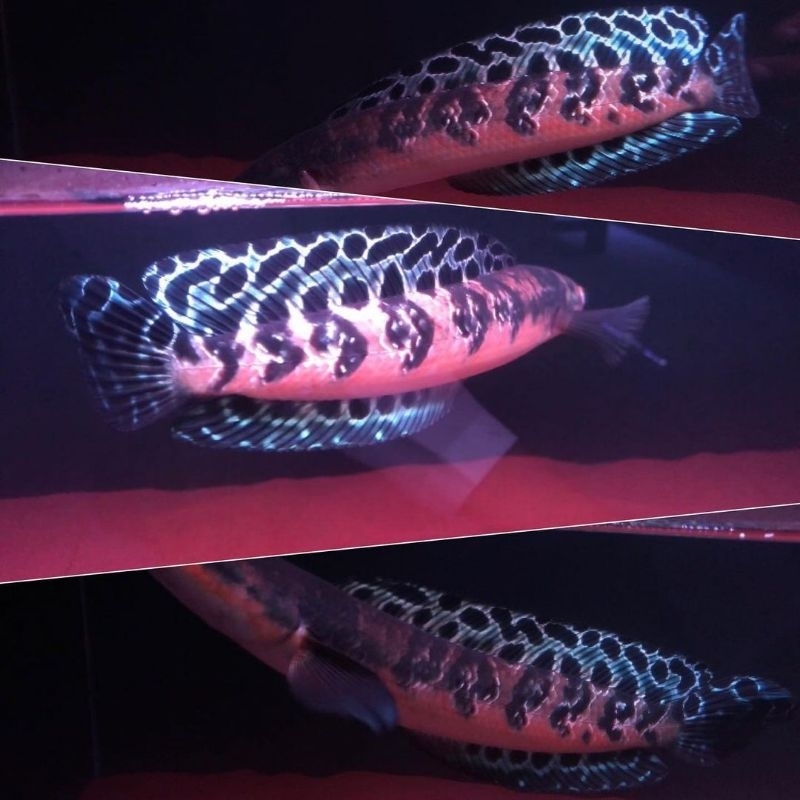 Jual Paket Isi 10 e Channa ( Maru Ys , BP, Asiatica ) | Shopee Indonesia