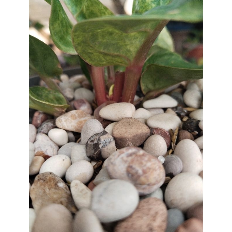 Jual anthurium twister varigata ( stank merah) bonggol sudah tunas ...