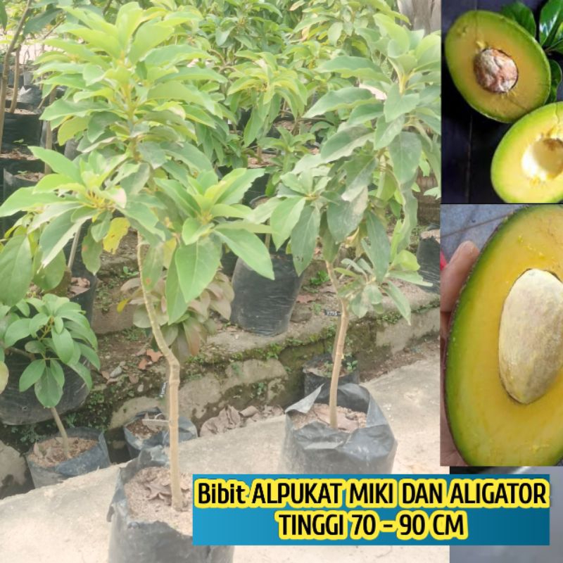 Jual Bibit ALPUKAT MIKI DAN ALIGATOR ( TINGGI 1 METER ) | Shopee Indonesia