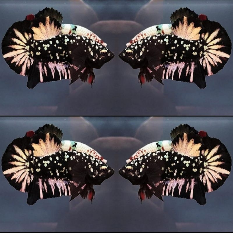 Jual AVATAR COOPER GOLD MUTASI HITAM | Shopee Indonesia