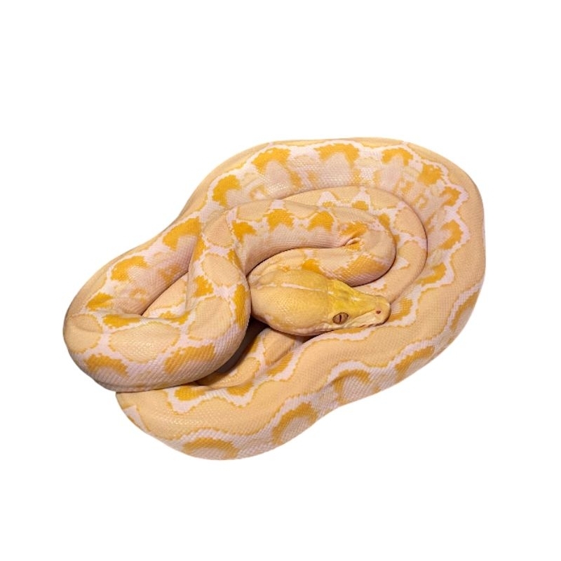 Jual retic albino platinum Female | Shopee Indonesia