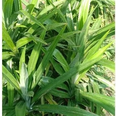 Jual Daun pandan wangi segar per ikat 10 lembar (di petik pada saat ada ...