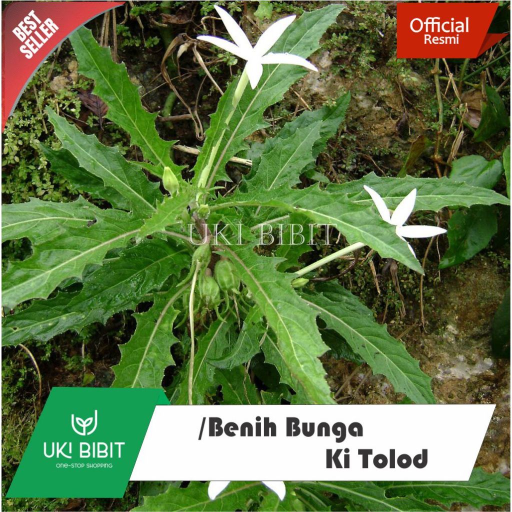 Jual ( 10 Butir ) Benih Ki Tolod | Kitolod | Bunga Katarak | Ki Koreja ...