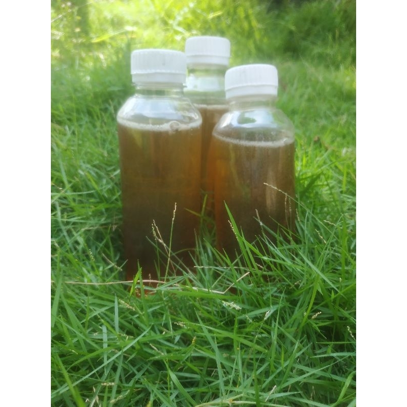 Jual Madu lebah ternak | Madu lebah Asli | Madu lebah original | Madu ...