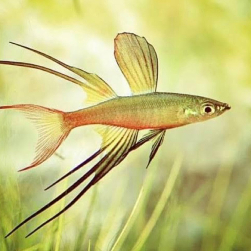 Jual IKAN HIAS IRIAN TERINA IKAN HIAS AQUASCAPE AQUARIUM | Shopee Indonesia