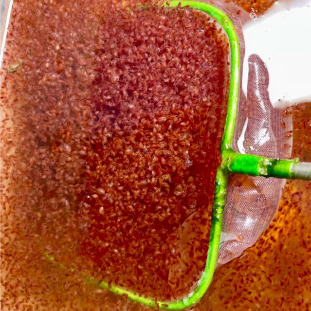 Jual Kutu Air Raksasa Daphnia Magna, Paket Starter Makanan Burayak Ikan ...