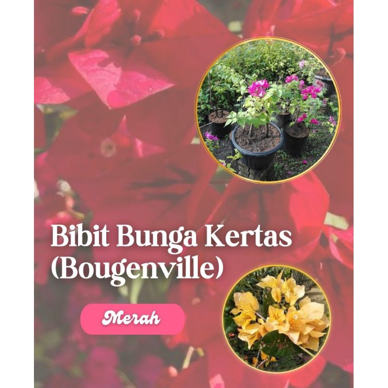 Jual Bibit Bunga Kertas | Shopee Indonesia