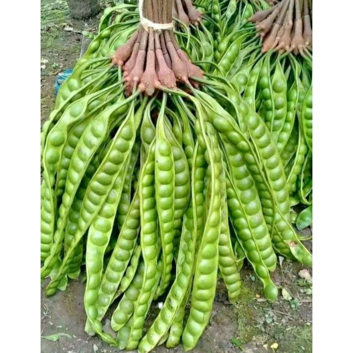 Jual PETE SUPER BIJI GEDE ( PAKET MURAH per 10 papan ) | Shopee Indonesia