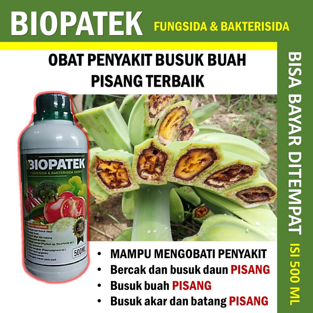 Jual Obat Busuk buah Pisang -BIOPATEK 500 ML Fungisida & Bakterisida Hayati Ampuh Mengatasi Hama ...