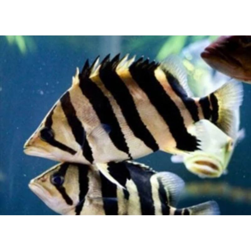 Jual paket datz Sumatra dan Borneo 4/5barr | Shopee Indonesia