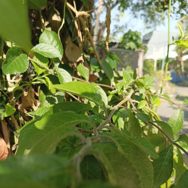 Jual 25 Lembar Daun Keci Beling/Ngokilo Petik Langsung Fresh. | Shopee ...