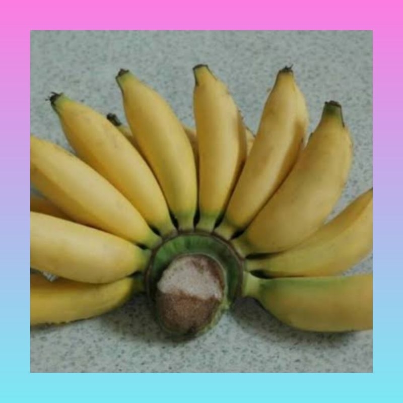 Jual Pisang muli segar 1 kg | Pisang baby muli 1 kilo | Pisang Moli ...
